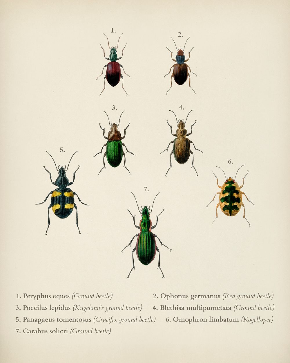 Different types of beetles illustrated | Premium Photo - rawpixel