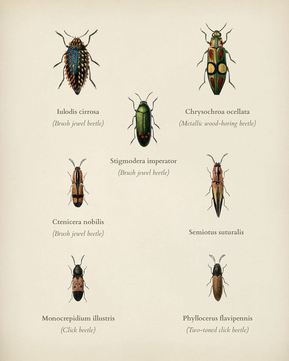 Different types of beetles illustrated | Premium Photo - rawpixel