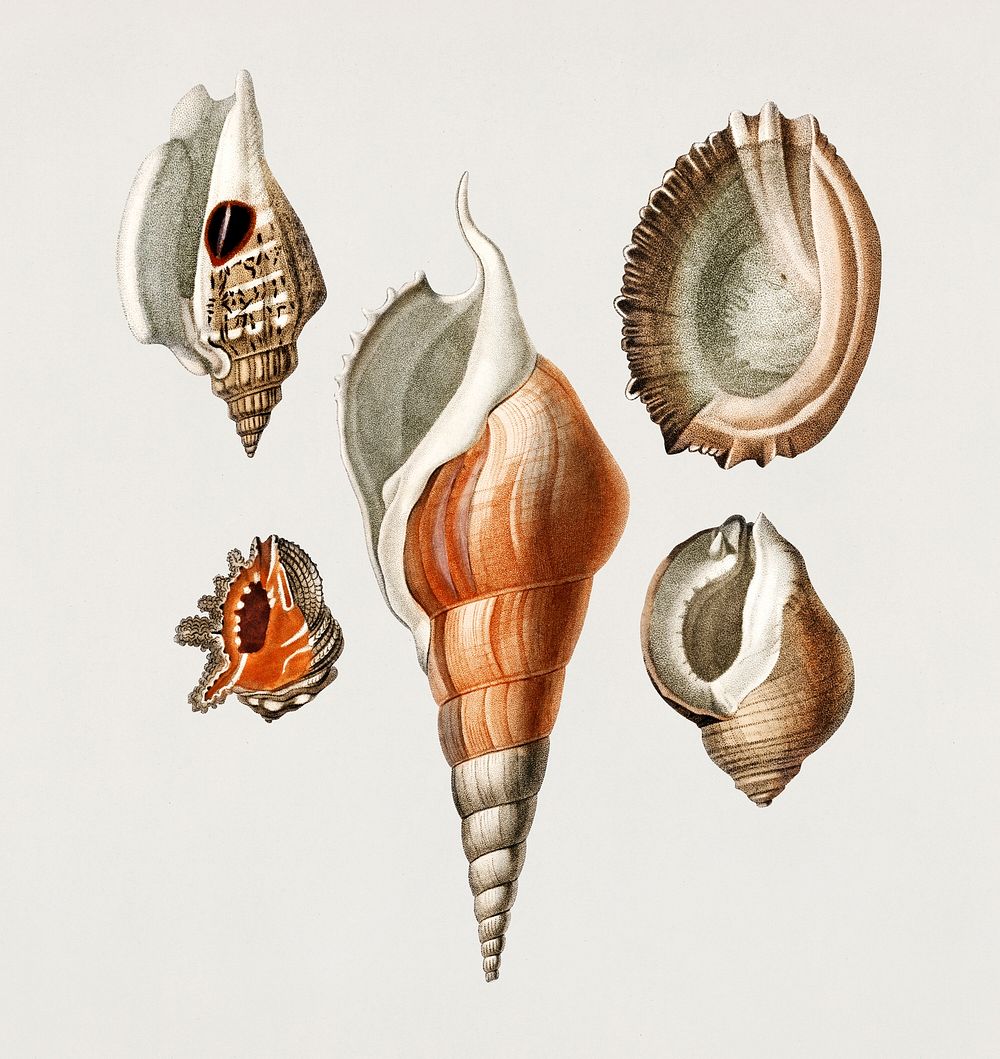 Different types of mollusks illustrated | Premium PSD - rawpixel
