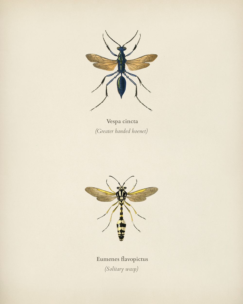 Different types of insects illustrated | Premium Photo - rawpixel