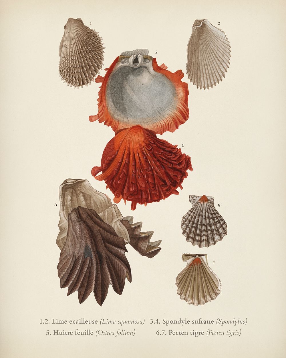 Different types of mollusks illustrated | Premium Photo - rawpixel