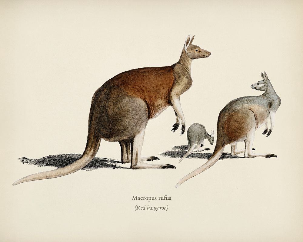 red kangaroo (Macropus rufus) illustrated | Premium Photo Illustration ...