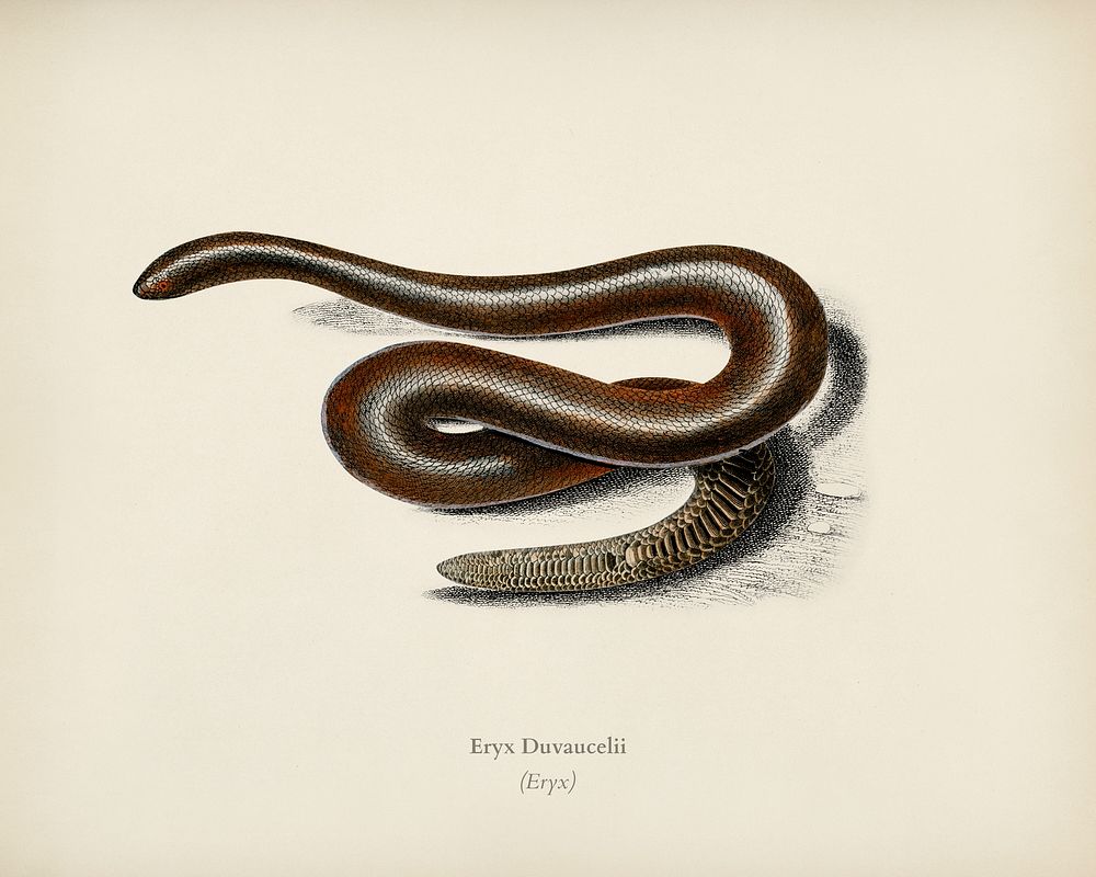 Eryx (Eryx Duvaucelii) illustrated by Charles | Premium Photo ...
