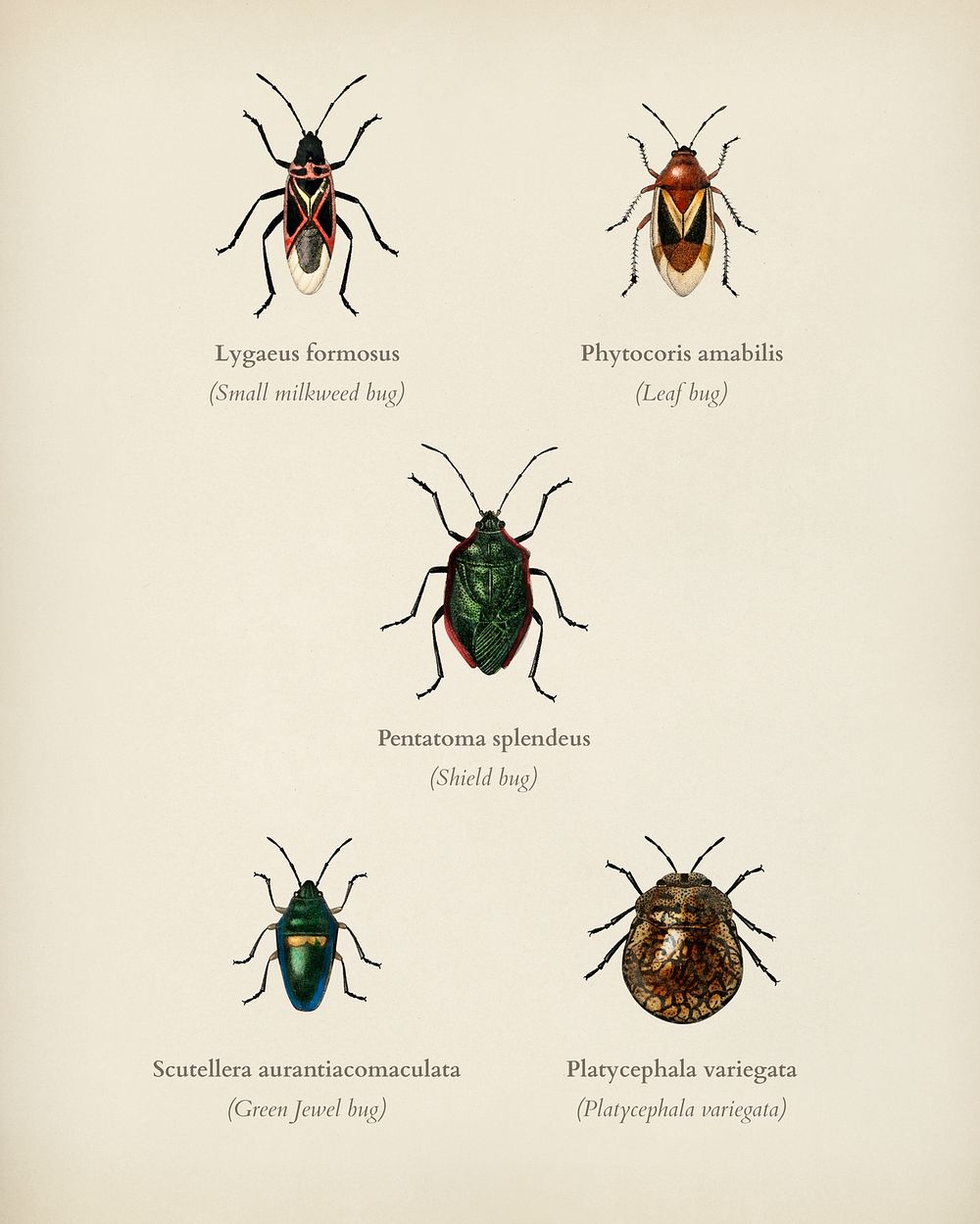 Different types of insects illustrated | Photo - rawpixel
