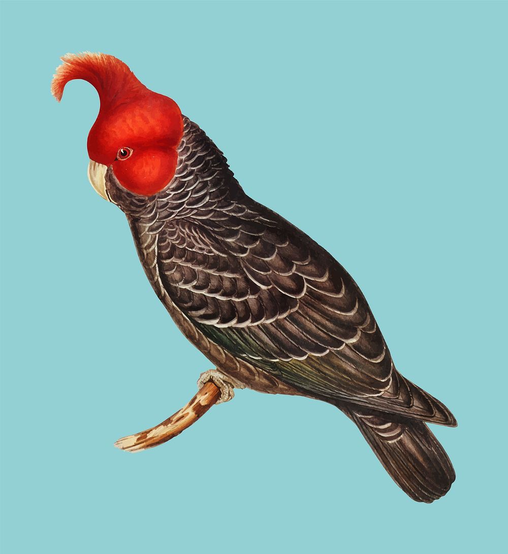 Gang Gang Cockatoo Illustration Premium Vector Illustration Rawpixel
