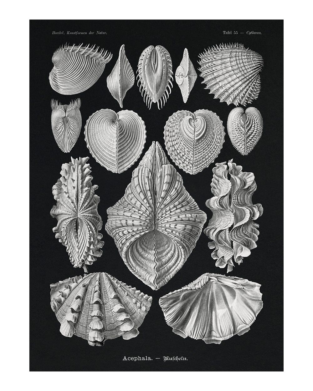 Vintage shellfish illustration wall art | Premium Photo - rawpixel