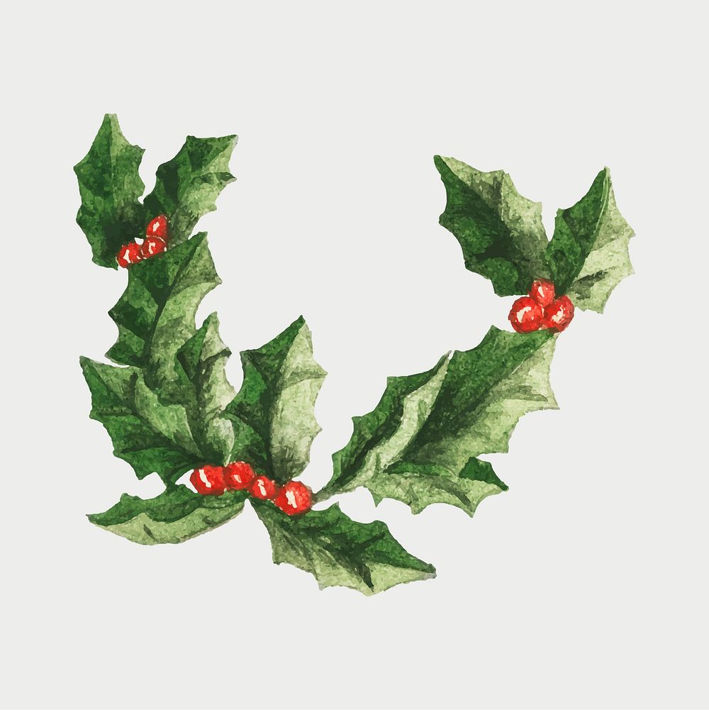 Vintage holly branch vector for a Christmas | Premium Vector ...
