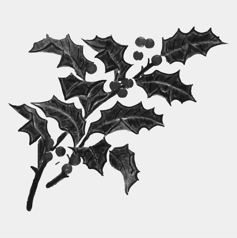 Vintage holly branch vector Christmas | Premium Vector Illustration ...