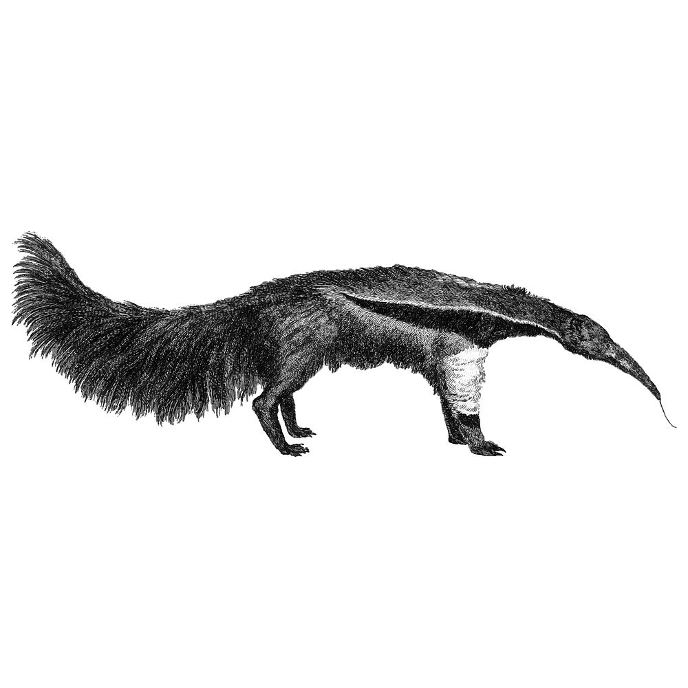 Vintage illustrations of Great ant-eater | Premium Vector Illustration ...