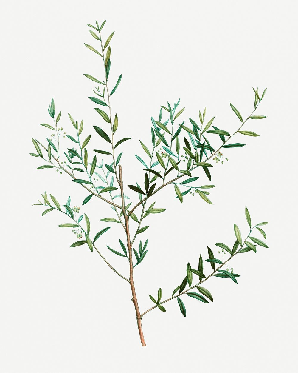 Myrtle Engraving Illustration Images | Free Photos, PNG Stickers ...