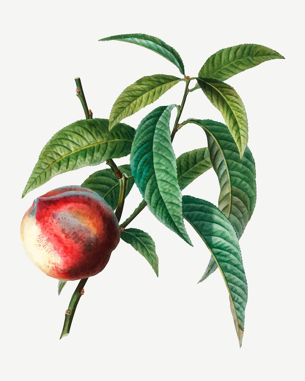 Vintage peach branch vector | Premium Vector Illustration - rawpixel