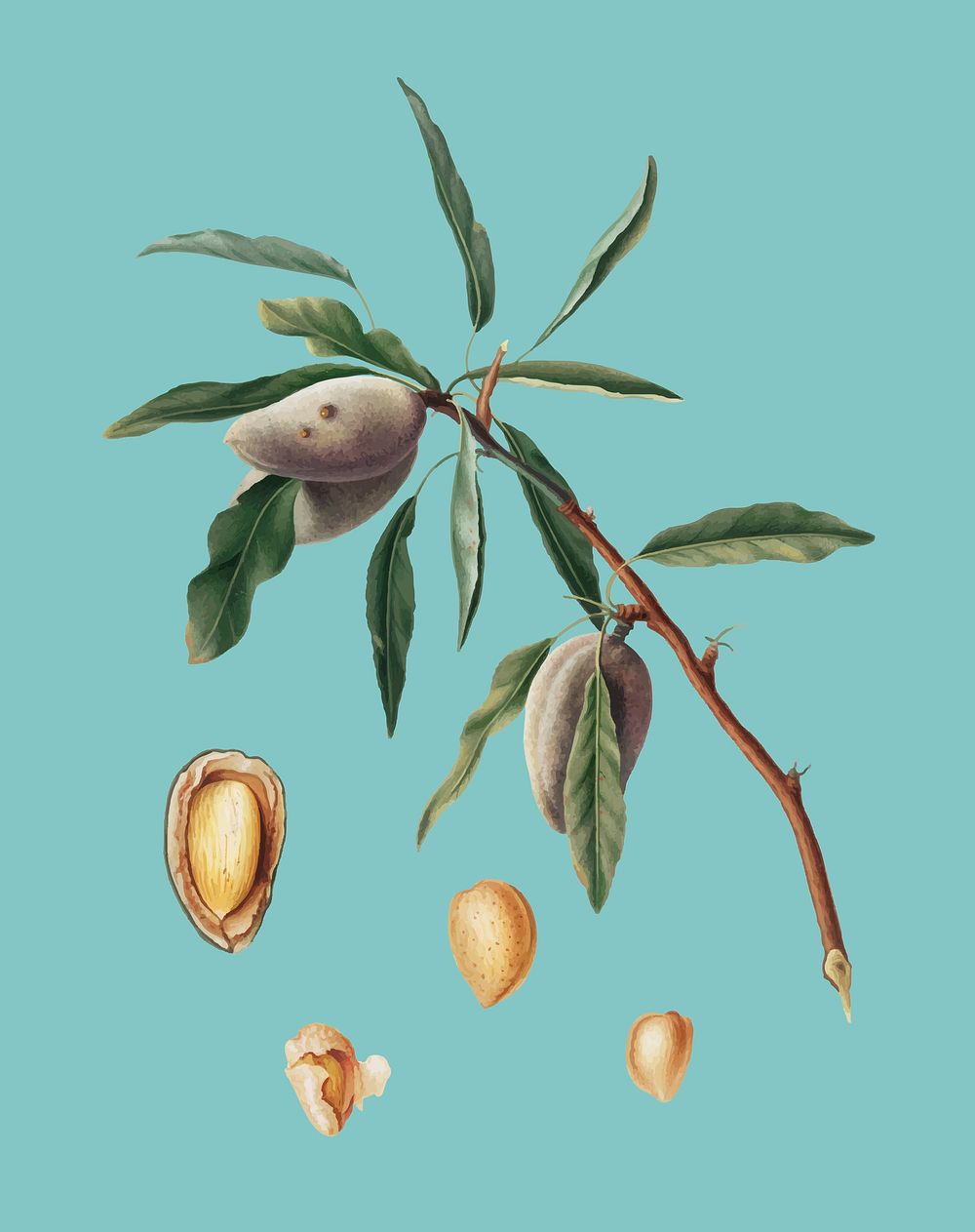 Almond from Pomona Italiana (1817-1839) | Premium Vector Illustration ...