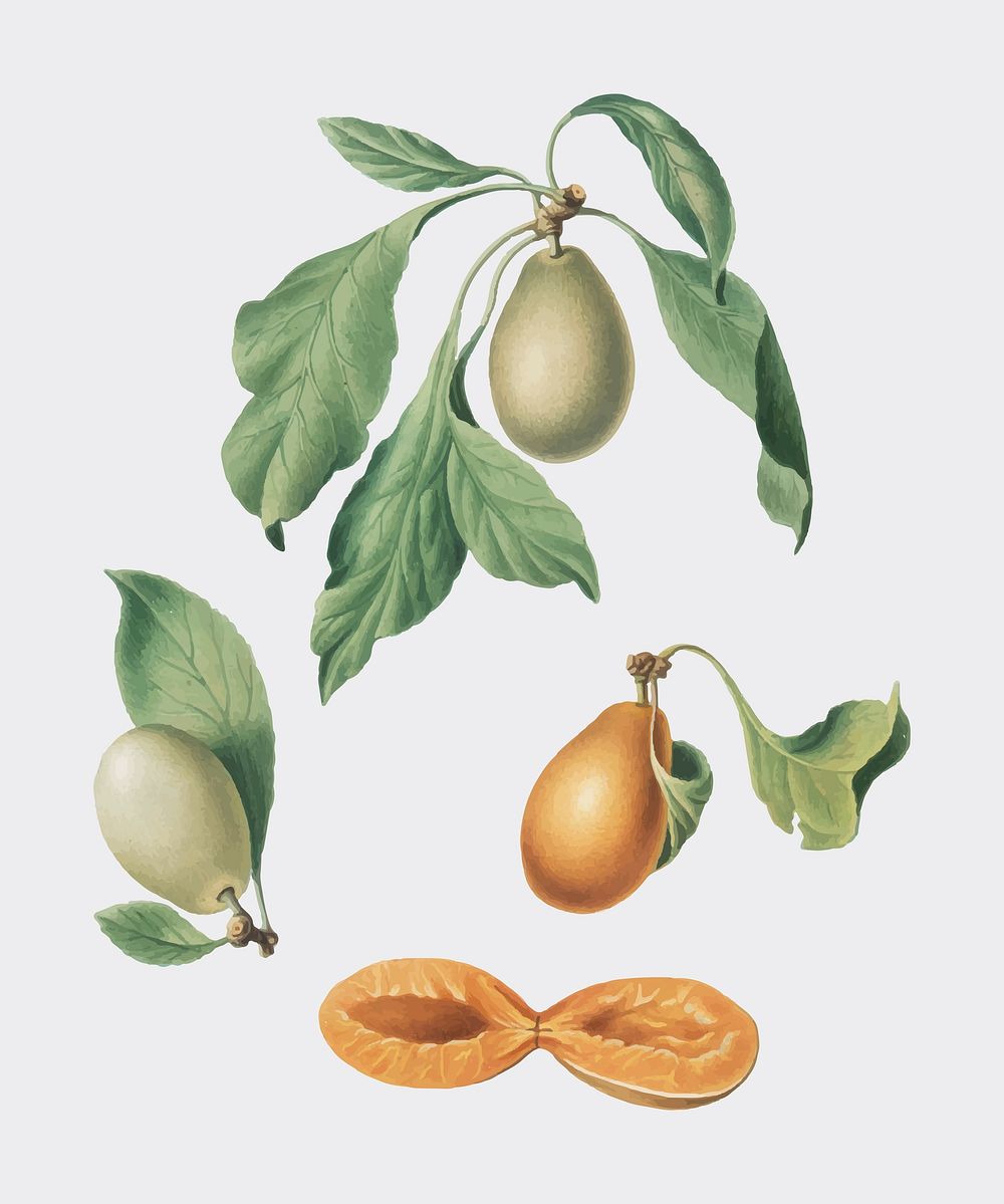 Prune from Pomona Italiana (1817-1839) | Premium Vector Illustration ...