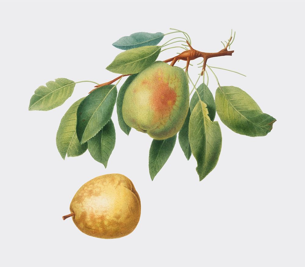 Half+trees Fruit Images | Free Photos, PNG Stickers, Wallpapers ...