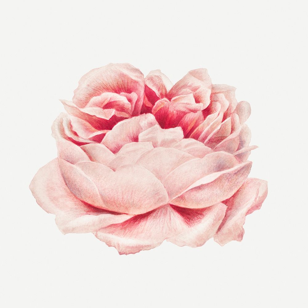 Blooming pink rose flower design | Premium PSD - rawpixel