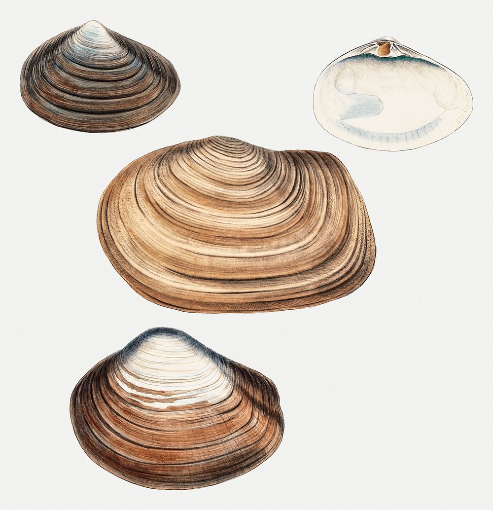 Clam shell varieties set illustration | Premium PSD - rawpixel
