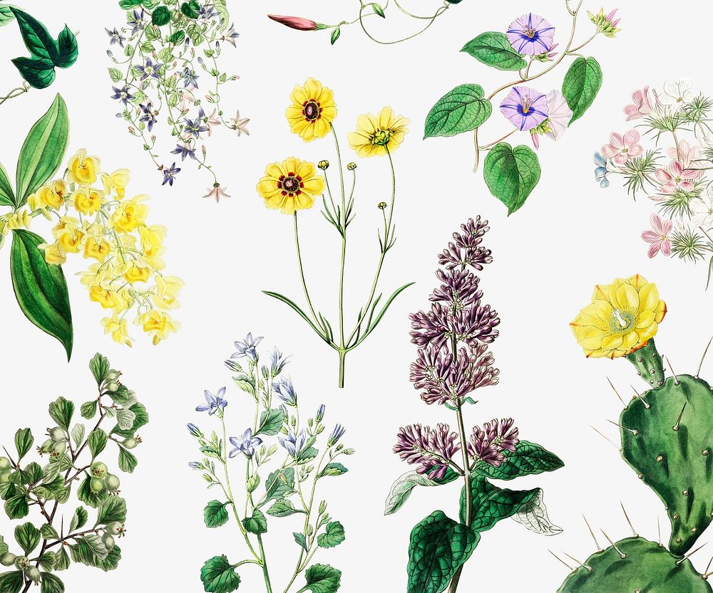 Colorful vintage floral decoration vector | Premium PSD Illustration ...