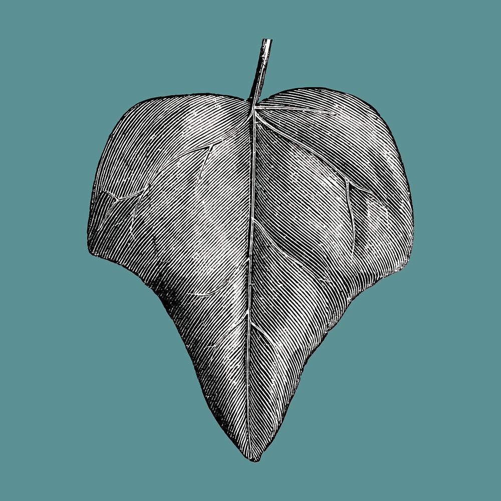 Vintage leaf illustration | Free Vector Illustration - rawpixel