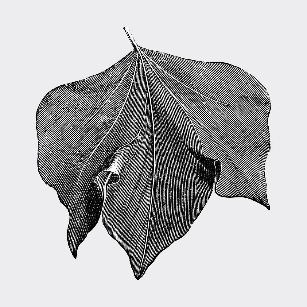 Vintage leaf illustration | Premium Vector Illustration - rawpixel