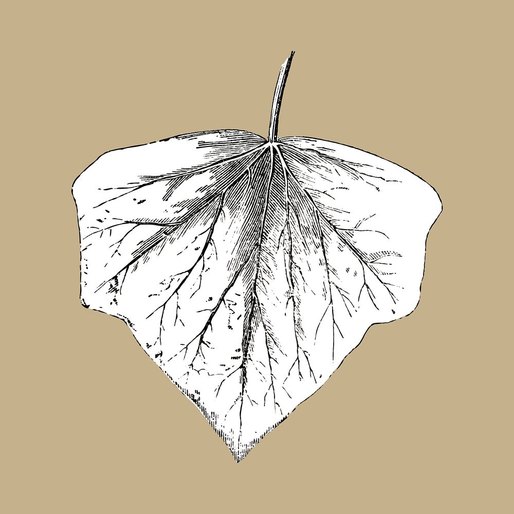 Vintage leaf illustration | Free Vector Illustration - rawpixel