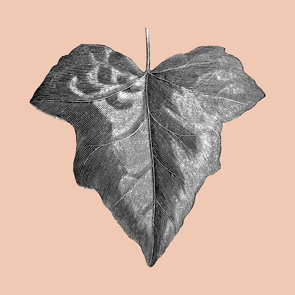 Vintage leaf illustration | Free Vector Illustration - rawpixel