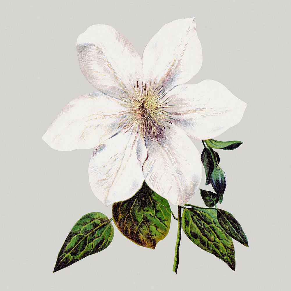White Clematis flower sticker, vintage | Premium PSD - rawpixel