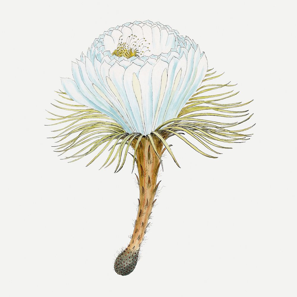 Snake cactus drawing, vintage botanical | Premium PSD - rawpixel