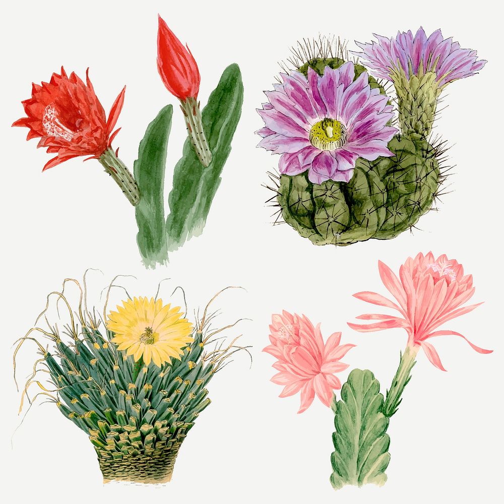 Vintage cactus flower drawing vector | Premium Vector - rawpixel
