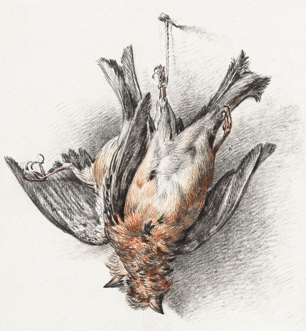 Two dead birds (1823) drawing | Free Photo Illustration - rawpixel