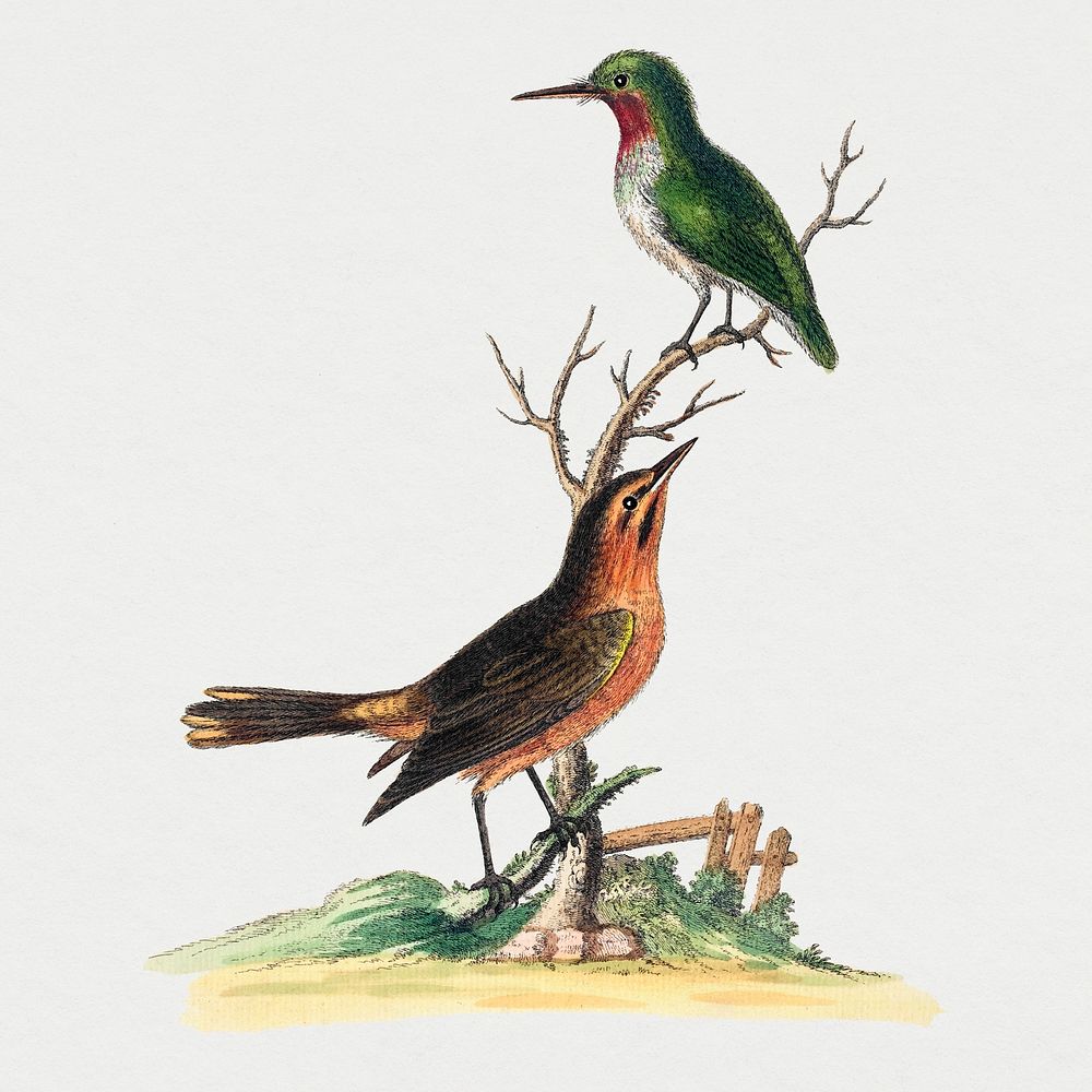 Vintage bird sticker, animal illustration | Premium PSD Illustration ...