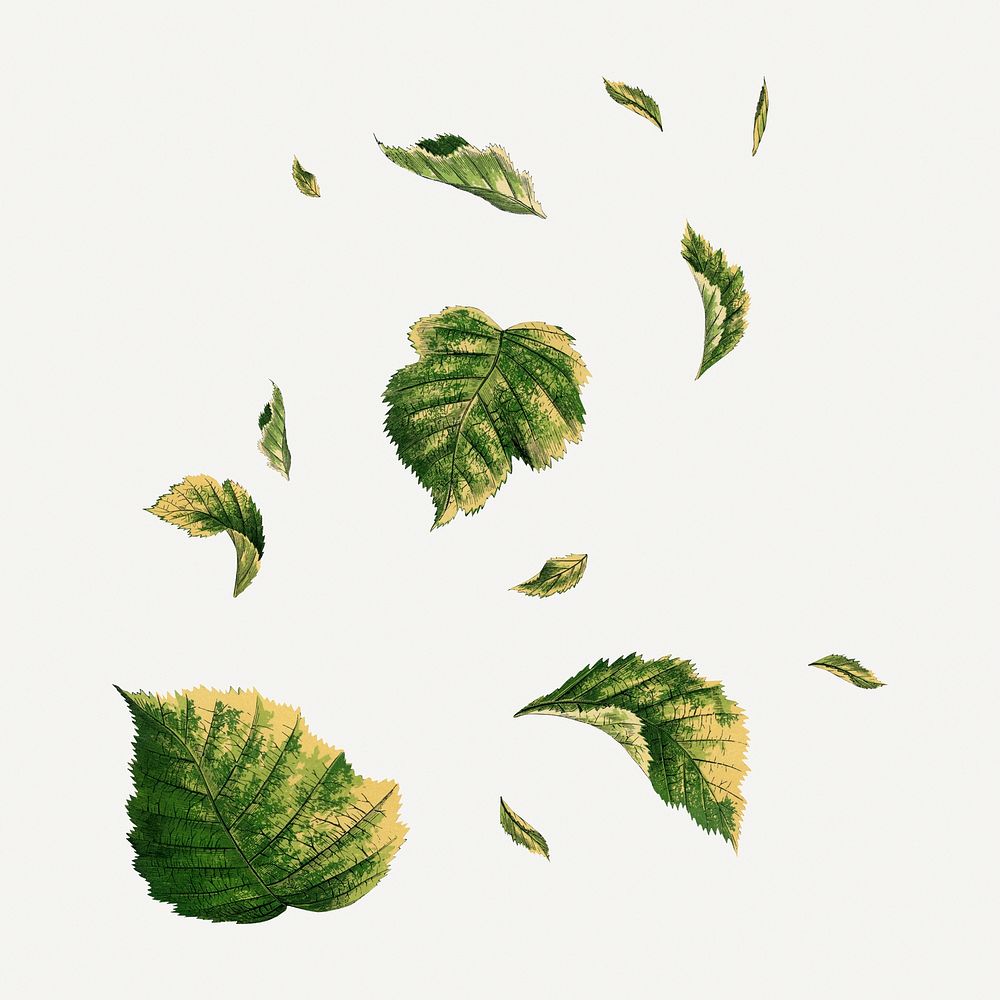 Floating leaf illustration, botanical nature | Premium Photo - rawpixel