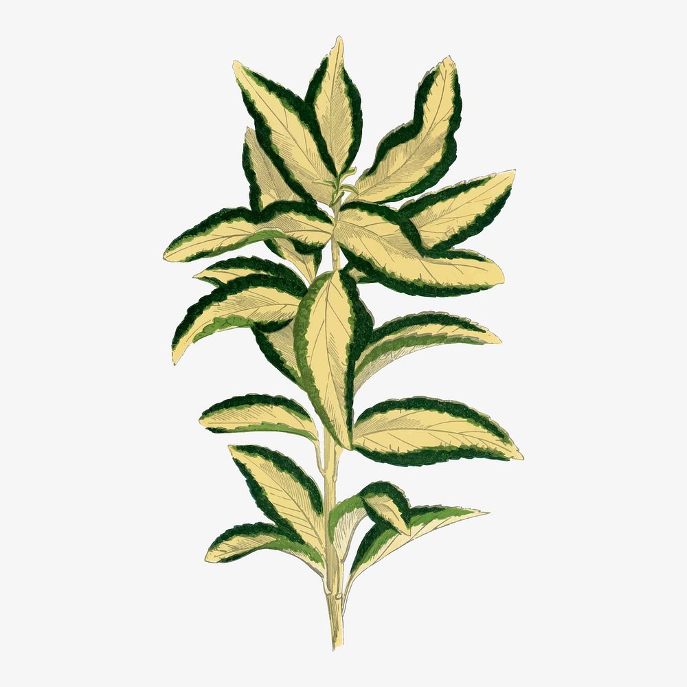 Green leaf collage element, botanical | Premium Vector Illustration ...