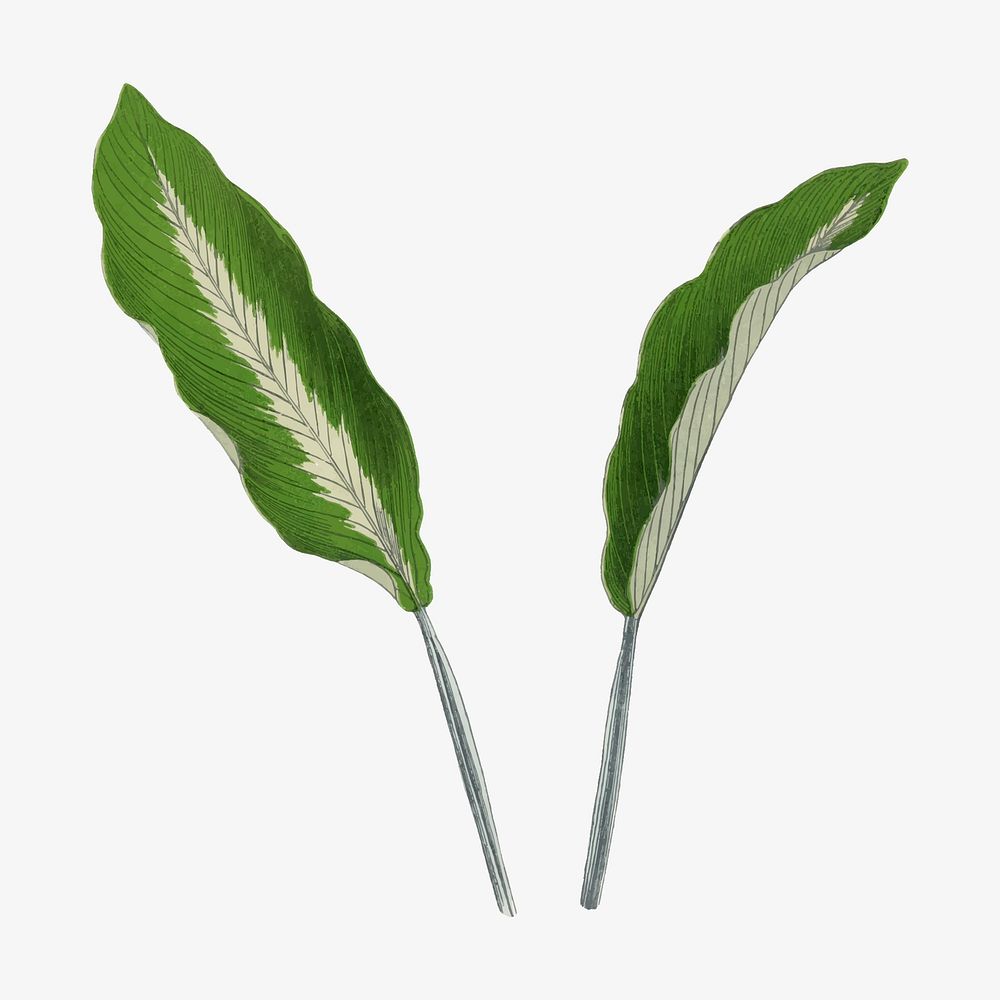 Green leaf collage element, botanical | Premium Vector Illustration ...