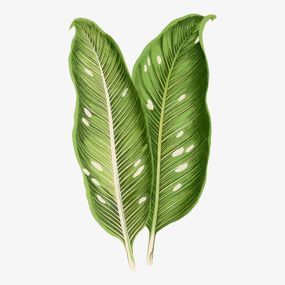 Green leaf collage element, botanical | Premium Vector Illustration ...