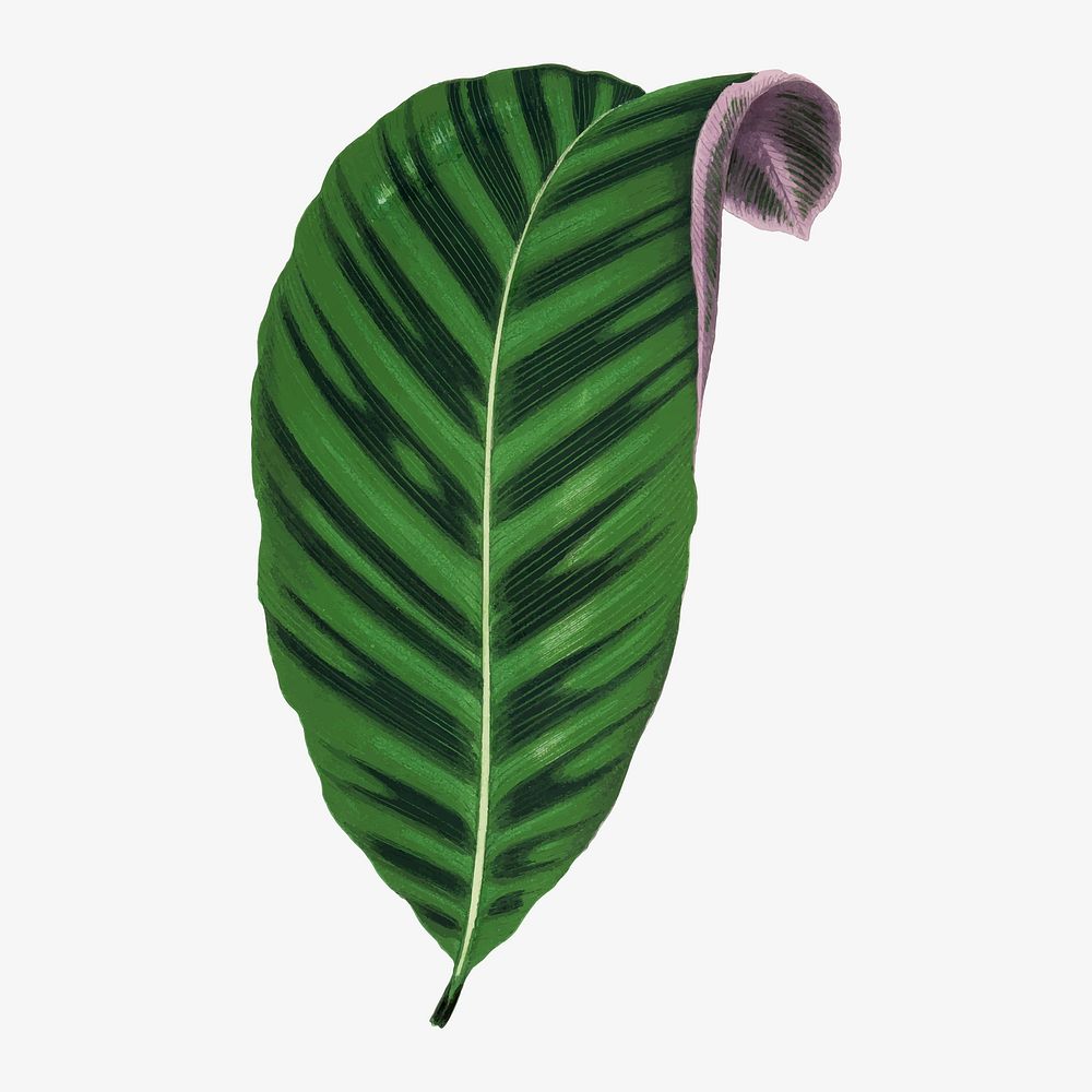 Green leaf collage element, botanical | Premium Vector Illustration ...