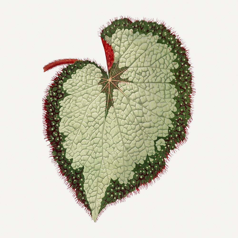 Leaf graphic, botanical illustration | Premium Photo Illustration ...