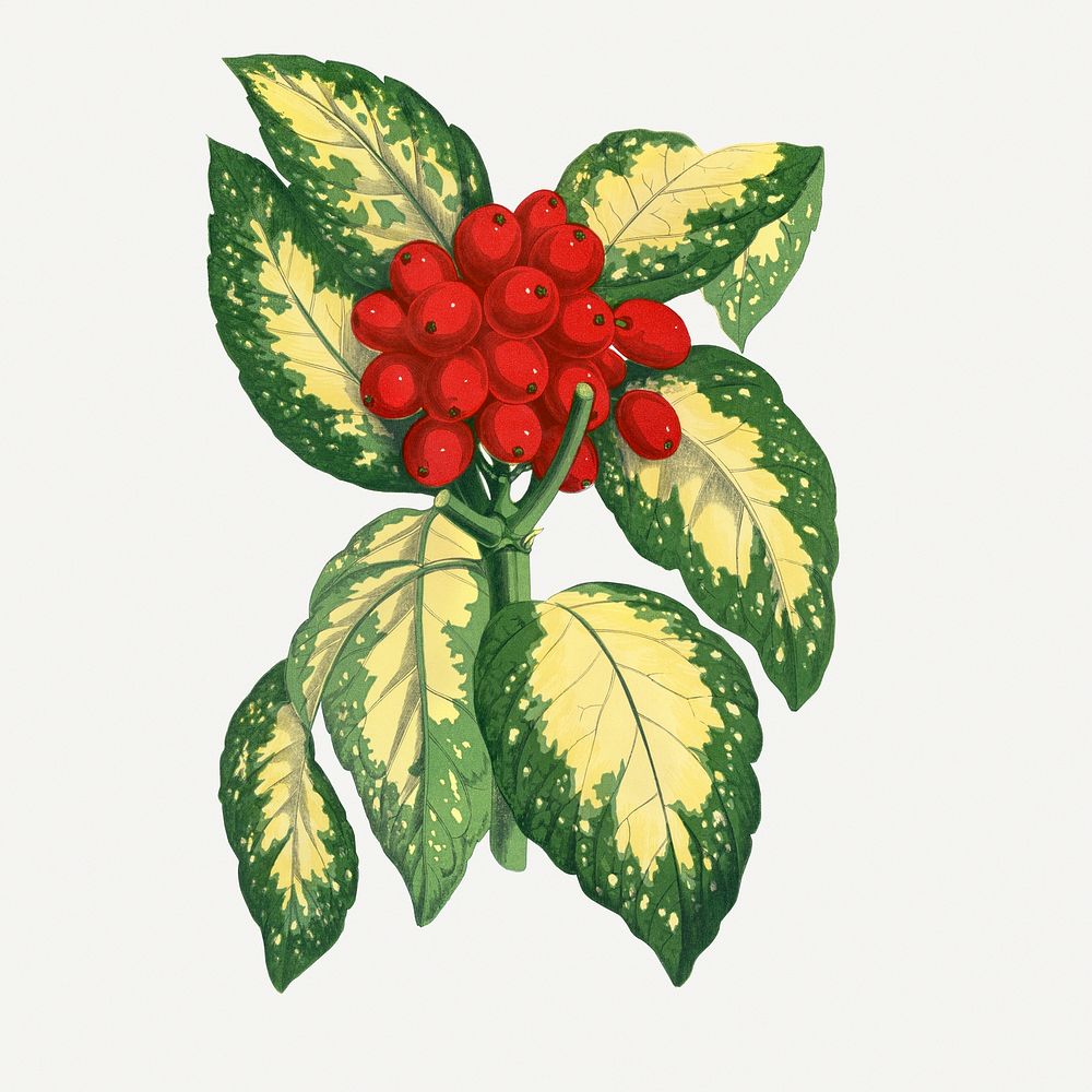 Leaf graphic, botanical illustration | Premium Photo Illustration ...