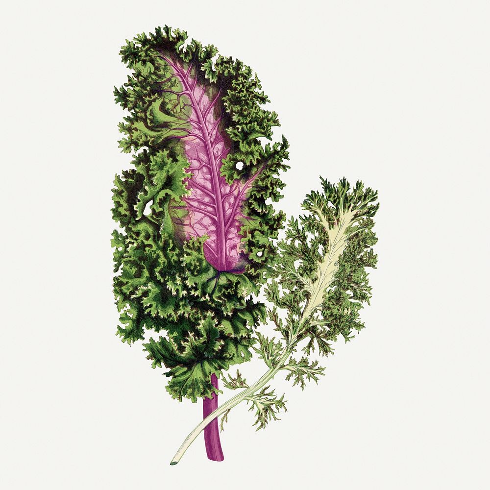 Wild cabbage leaf graphic, botanical | Premium Photo Illustration ...