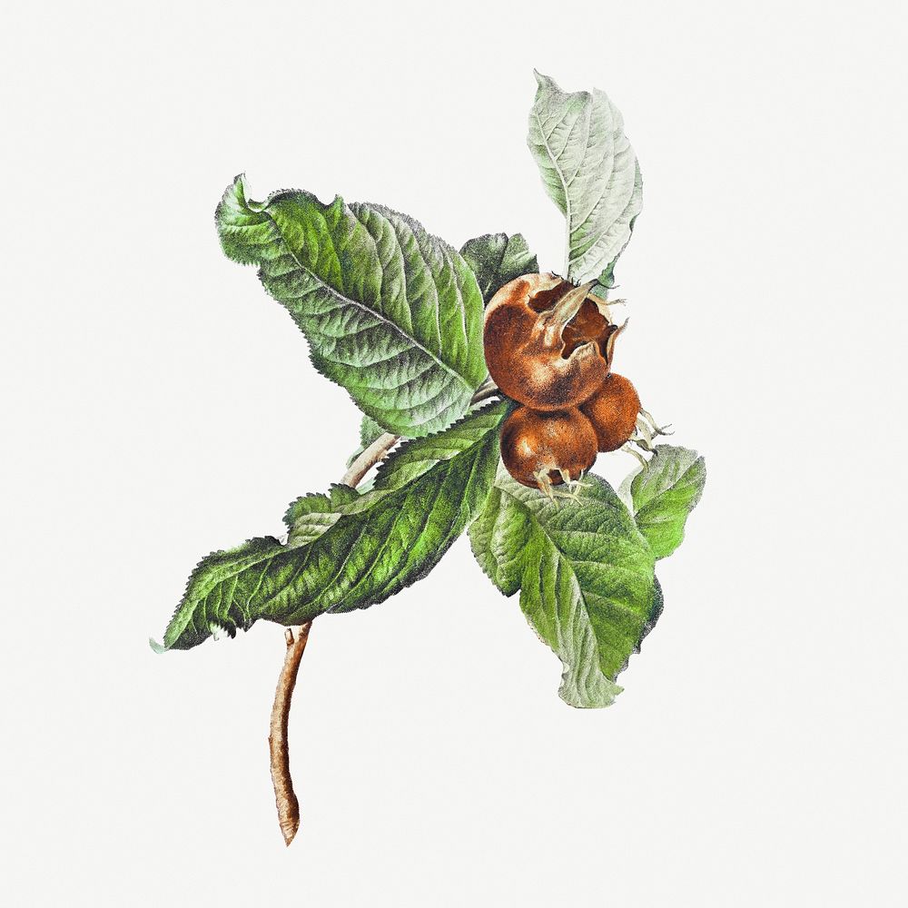 Vintage medlar fruit leaves design | Premium Photo Illustration - rawpixel