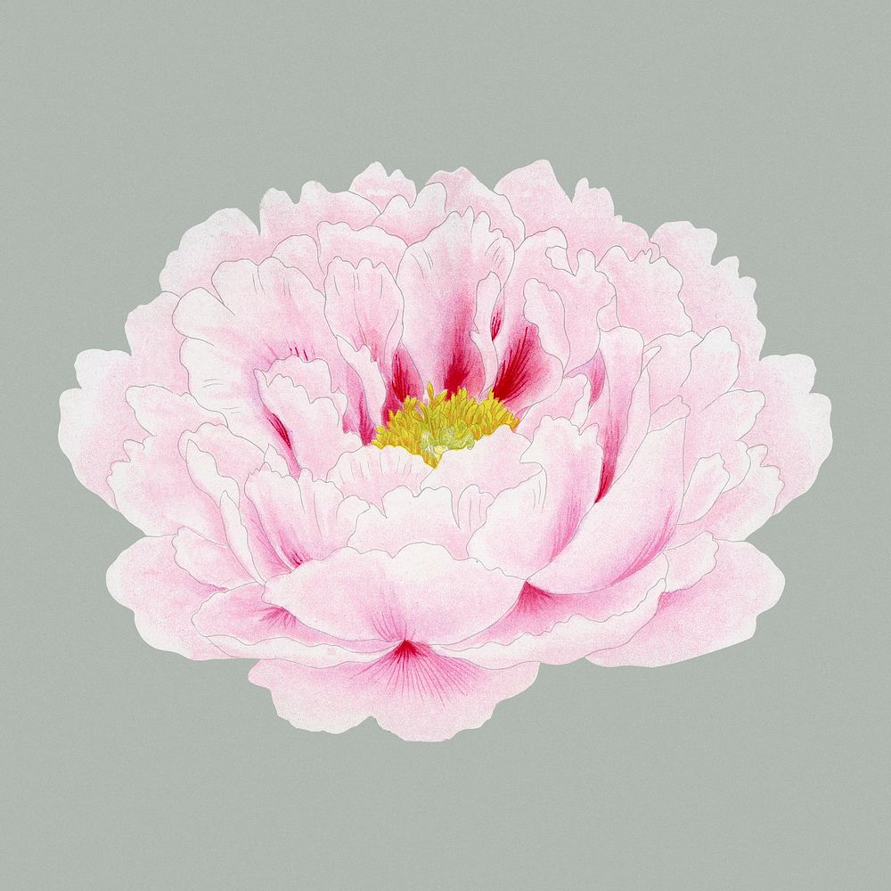 Pink peony sticker, Japanese botanical | Premium PSD Illustration ...