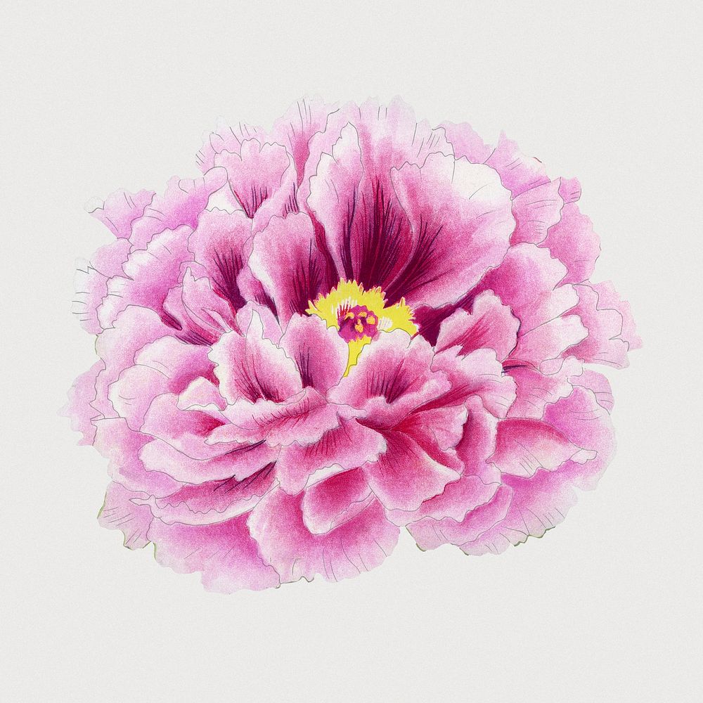 Beautiful peony flower design element, | Premium PSD - rawpixel