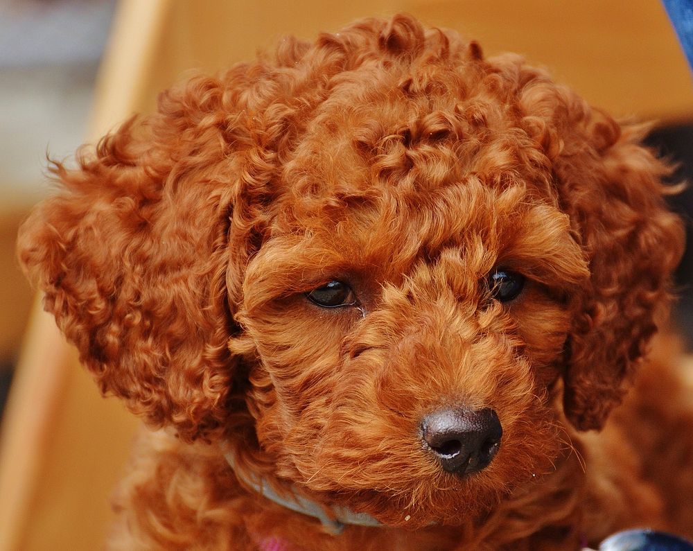 Cavapoo Images | Free Photos, PNG Stickers, Wallpapers & Backgrounds ...