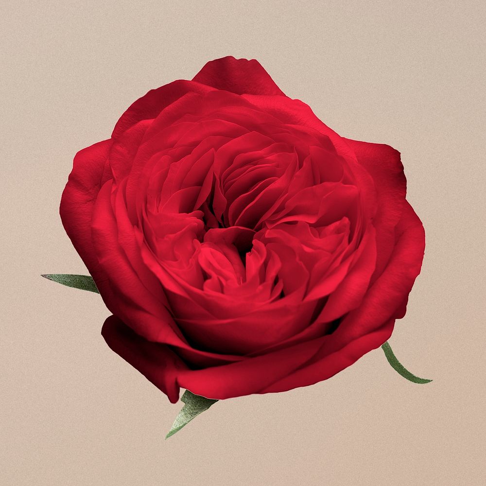 Rose flower collage element, botanical | Free Photo - rawpixel