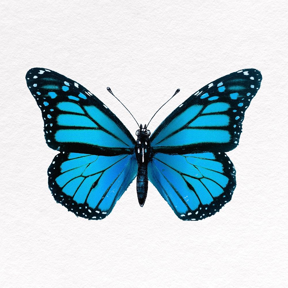 Blue butterfly clipart, insect design | Free Photo - rawpixel