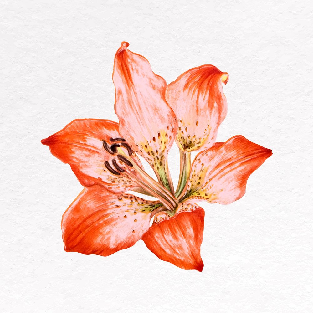 Red lily clip art, botanical | Premium Vector - rawpixel