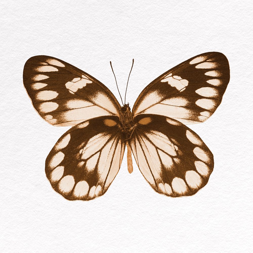 Brown butterfly clipart, insect design | Premium Photo - rawpixel