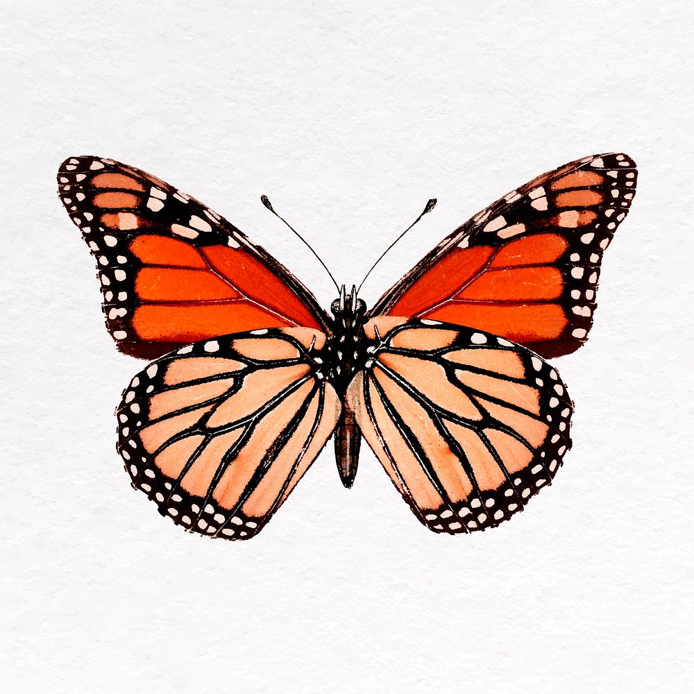 Red butterfly clip art, insect | Premium Vector - rawpixel