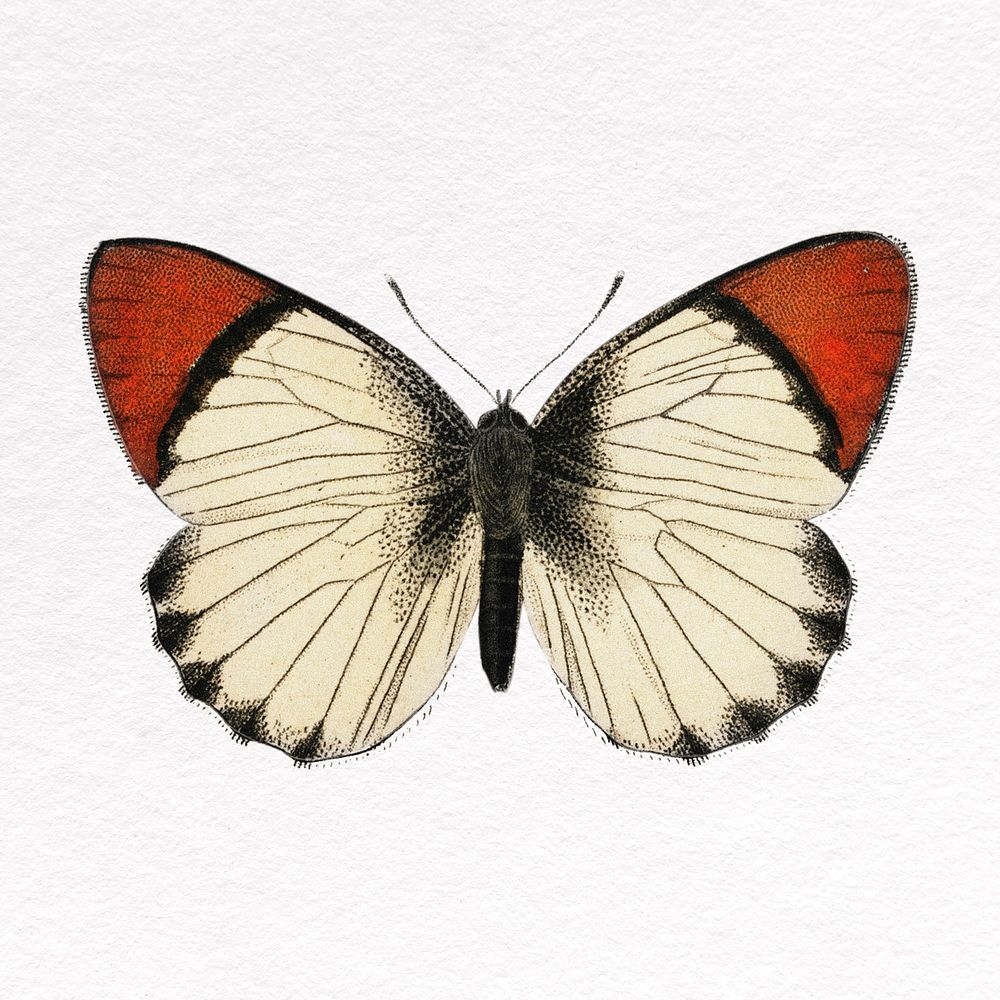 Colorful butterfly clipart, insect design | Free Photo - rawpixel