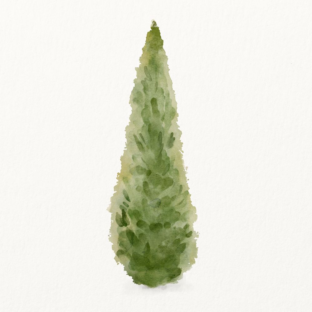 Watercolor cypress tree, spring illustration | Free Photo - rawpixel
