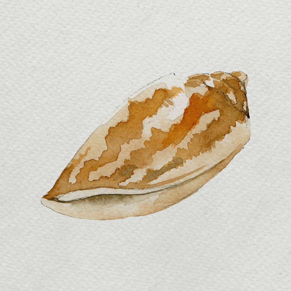 Watercolor painted seashell white canvas | Premium PSD - rawpixel